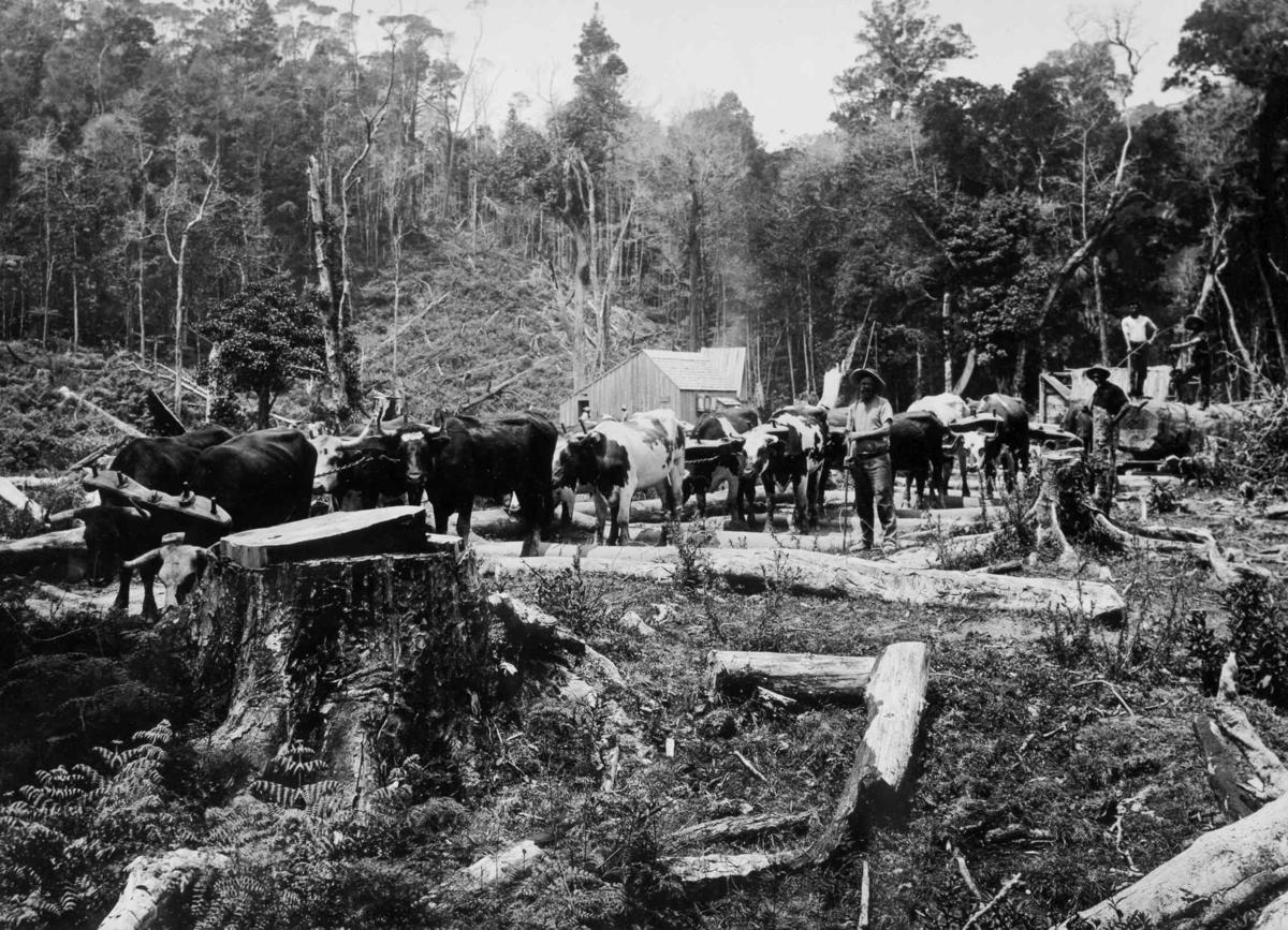 Winstone Ltd - company's early modes of transport: 1913 bullock team ...